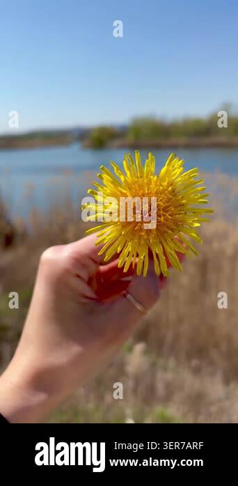 Vertical close-up video of a womans hand holding a bright yellow ...