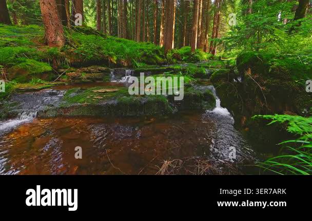 Static 4K footage of a forest stream with clear flowing water sounds ...