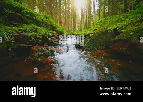 Static 4K footage of a forest stream with clear flowing water sounds ...