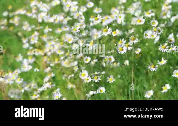 flower bed of Scentless chamomile flowers blow in the wind in a meadow ...