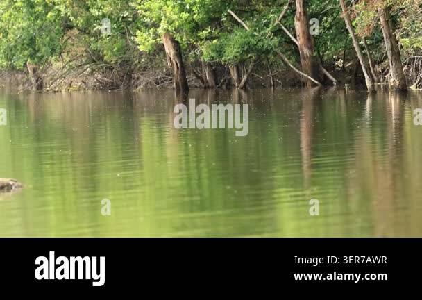 Idyllic pond landscape, calm water surface, green reflection, peaceful ...