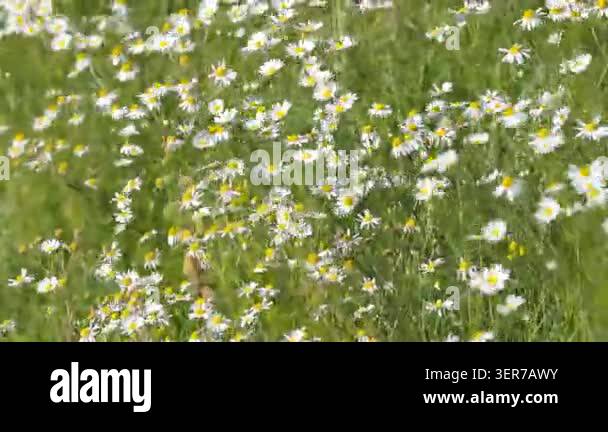 beautiful scentless chamomile flowers blow in the wind in a meadow ...
