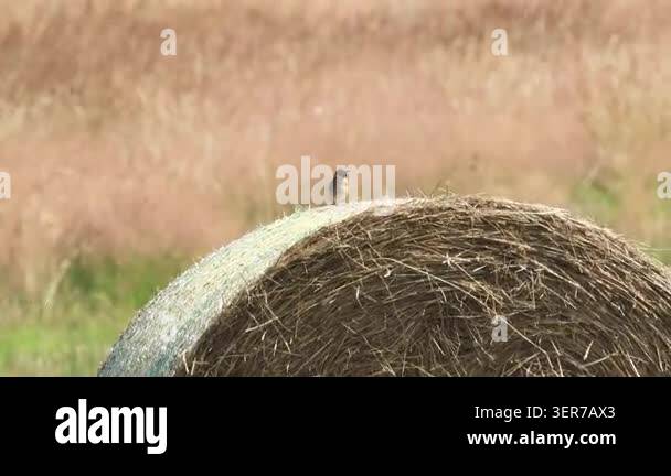 A male european stonechat on a hay bale, soft orange background, heat ...