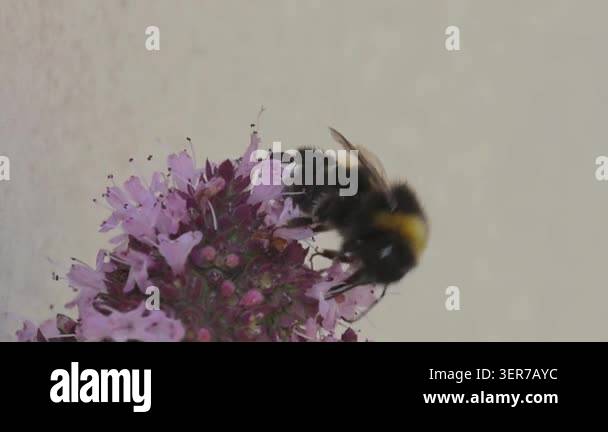 Bumblebee on flowering oregano, bumblebee searching for nectar on an ...