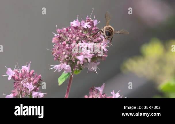 bee on flowering oregano, bee searching for nectar on an oregano ...