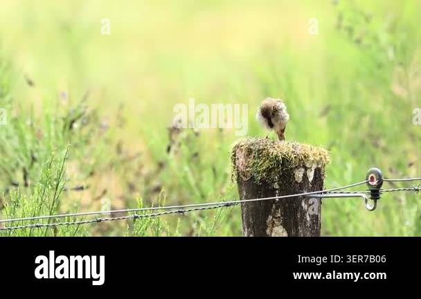 Meadow pipit on a fence, preening meadow pipit on a fence post ...