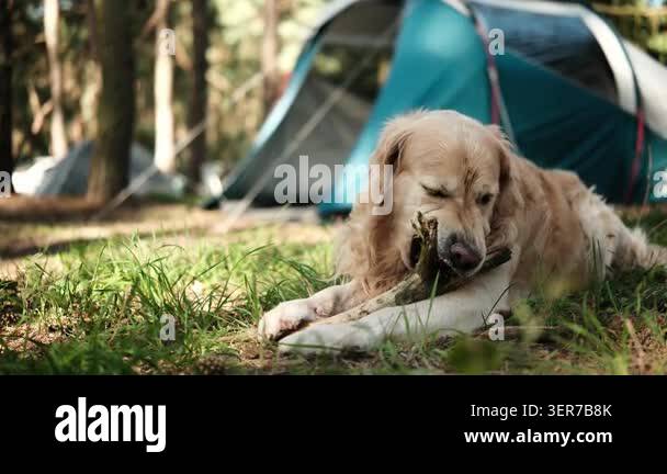 Happy Golden Retriever Dog Playfully Chews A Stick On A Sunny Grassy ...