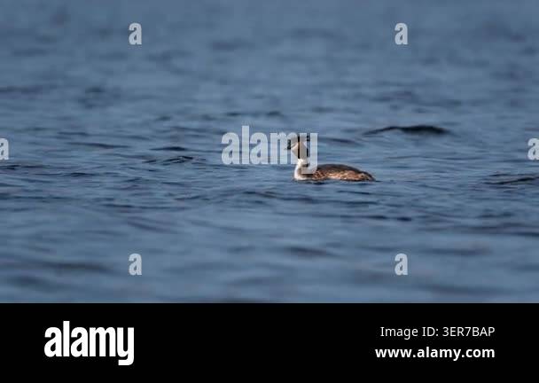 Great Crested Grebe Bird Floats On The Lake Stock Video Footage - Alamy