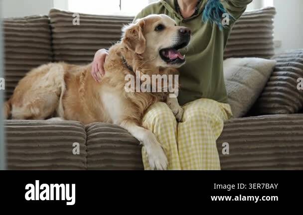 Girl Owner At Home Playing With Adorable Golden Retriever Dog By ...