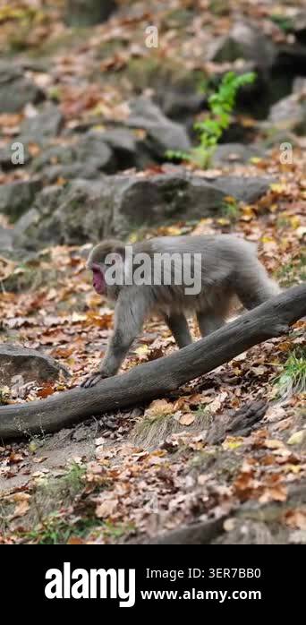 Japanese Macaques In Habitat In The Autumn Forest Stock Video Footage ...