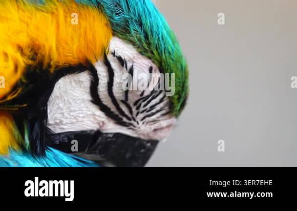 Extreme close-up footage of a blue and yellow macaw showing intricate ...