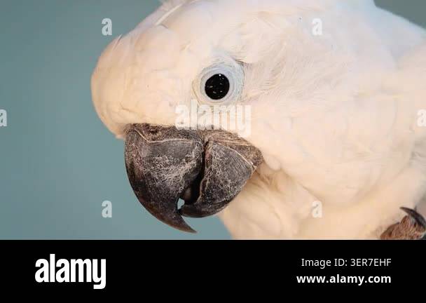 Close-up footage of a white cockatoo preening its feathers in natural ...