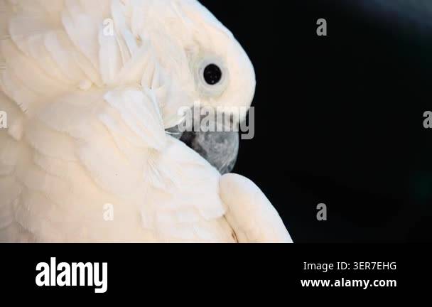 Close-up footage of a white cockatoo preening its feathers in natural ...
