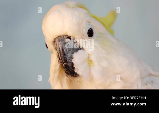 Close-up footage of a white cockatoo preening its feathers in natural ...