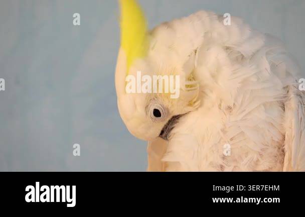 Close-up footage of a white cockatoo preening its feathers in natural ...