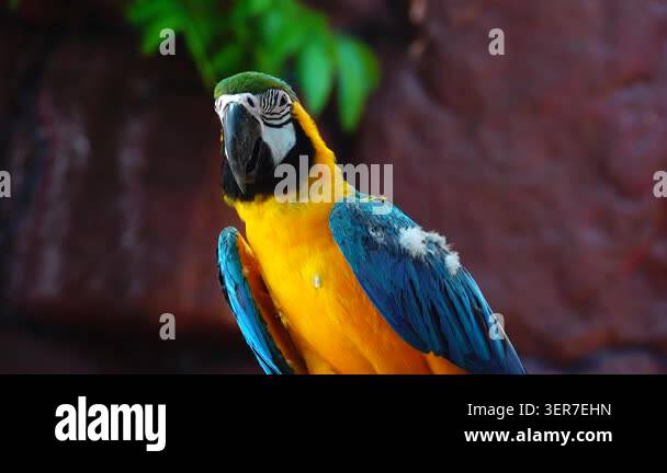 Extreme close-up footage of a blue and yellow macaw showing intricate ...