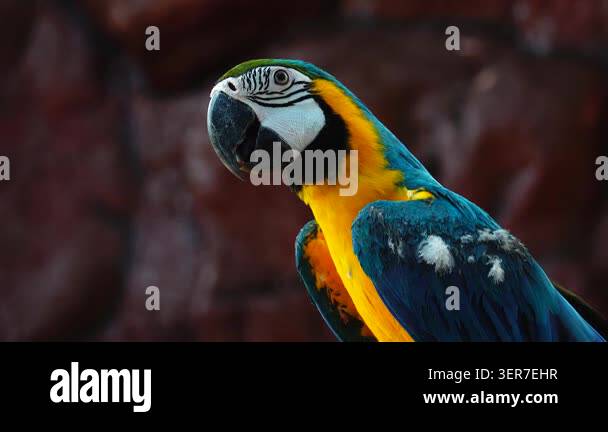 Extreme close-up footage of a blue and yellow macaw showing intricate ...