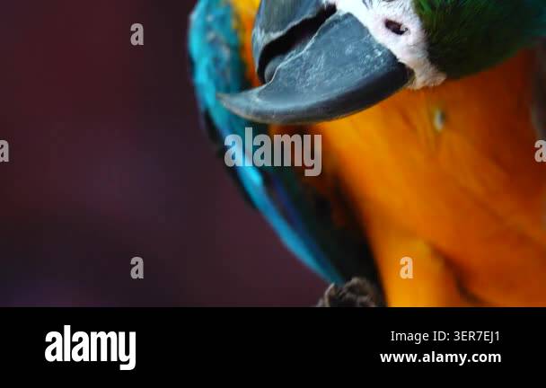 Extreme close-up footage of a blue and yellow macaw showing intricate ...