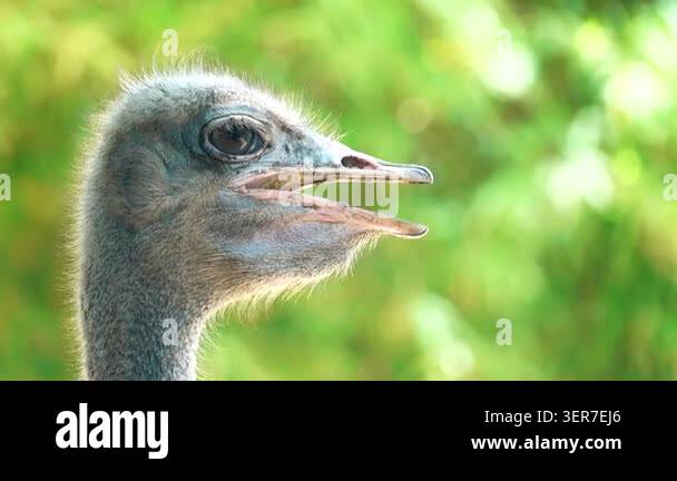 Close-up portrait of an ostrich showing detailed feathers, expressive ...