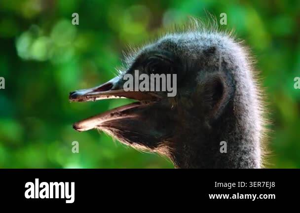 Close-up portrait of an ostrich showing detailed feathers, expressive ...