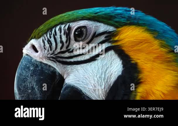 Extreme close-up footage of a blue and yellow macaw showing intricate ...