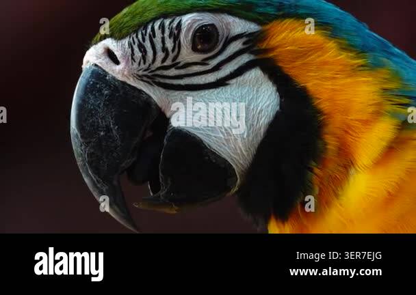 Extreme close-up footage of a blue and yellow macaw showing intricate ...