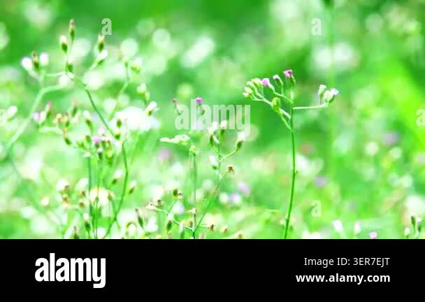 Close-up view of wild grass flowers in soft natural light with ...