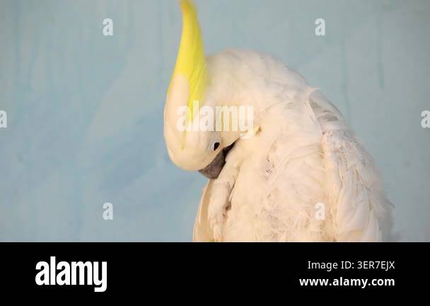 Close-up footage of a white cockatoo preening its feathers in natural ...