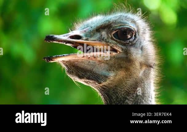 Close-up portrait of an ostrich showing detailed feathers, expressive ...