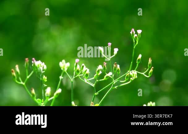Close-up view of wild grass flowers in soft natural light with ...