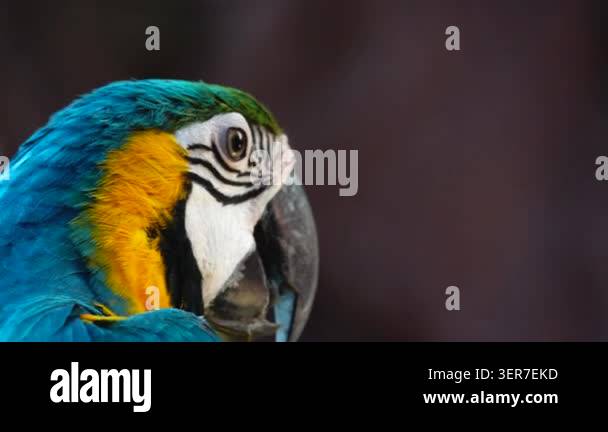 Extreme close-up footage of a blue and yellow macaw showing intricate ...