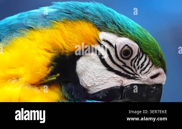 Extreme close-up footage of a blue and yellow macaw showing intricate ...