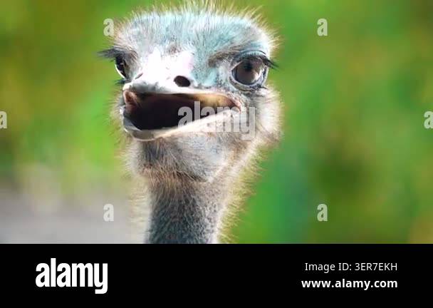 Close-up portrait of an ostrich showing detailed feathers, expressive ...