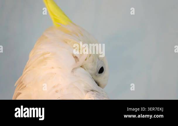 Close-up footage of a white cockatoo preening its feathers in natural ...
