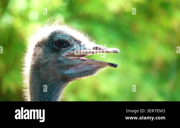 Close-up portrait of an ostrich showing detailed feathers, expressive ...