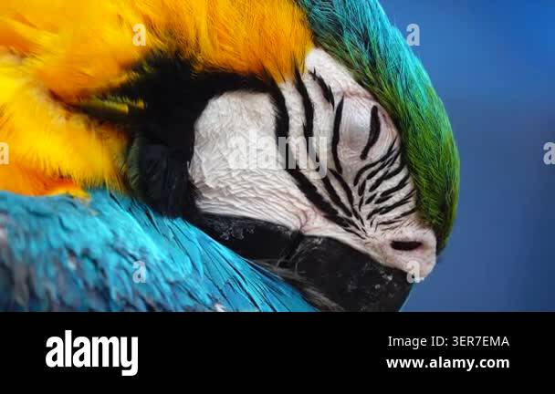 Extreme close-up footage of a blue and yellow macaw showing intricate ...