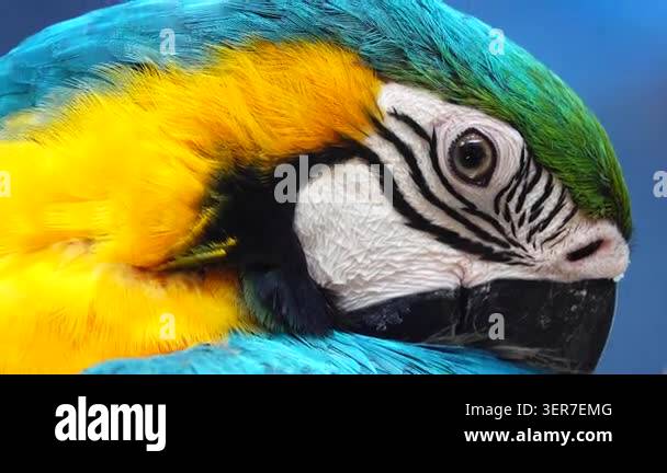 Extreme close-up footage of a blue and yellow macaw showing intricate ...