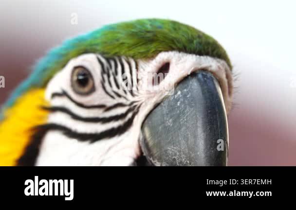 Extreme close-up footage of a blue and yellow macaw showing intricate ...