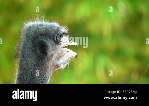 Close-up portrait of an ostrich showing detailed feathers, expressive ...