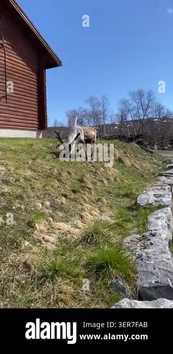 Reindeer with velvet antlers grazing beside a traditional wooden cabin ...