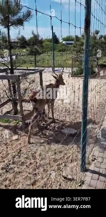 A young male deer with antlers walks along a wire fence on sandy ground ...