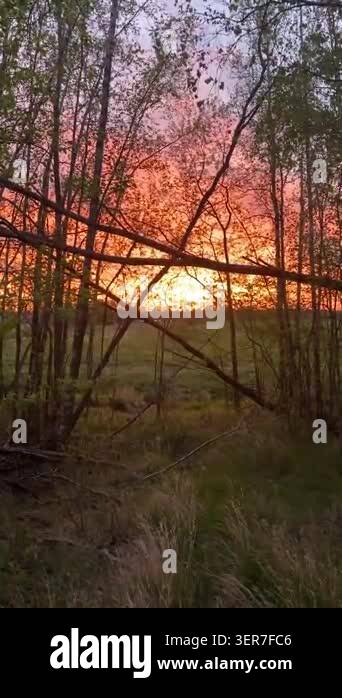 sunset through birch forest with glowing orange sky in spring ...