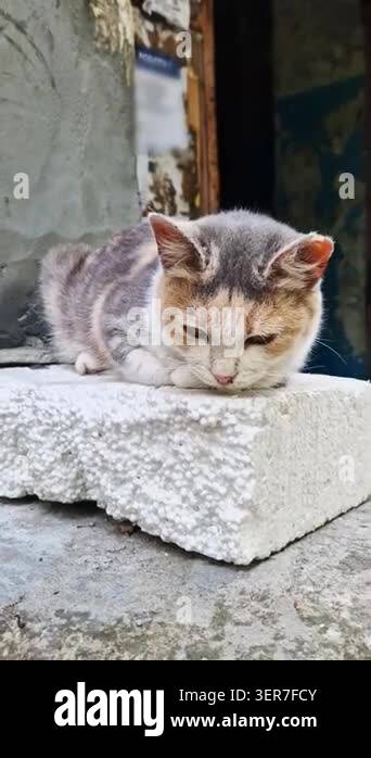 A young calico cat rests quietly on a discarded block of white ...