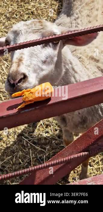 White sheep reaches through a metal rebar fence to eat a piece of fresh ...