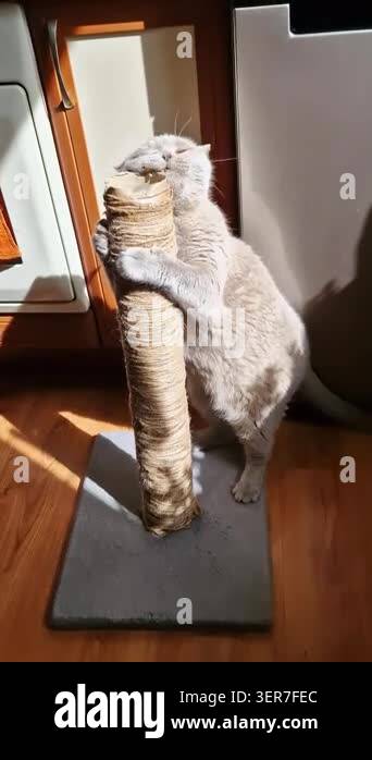 A playful gray cat intensely hugs and bites the top of a sisal rope ...