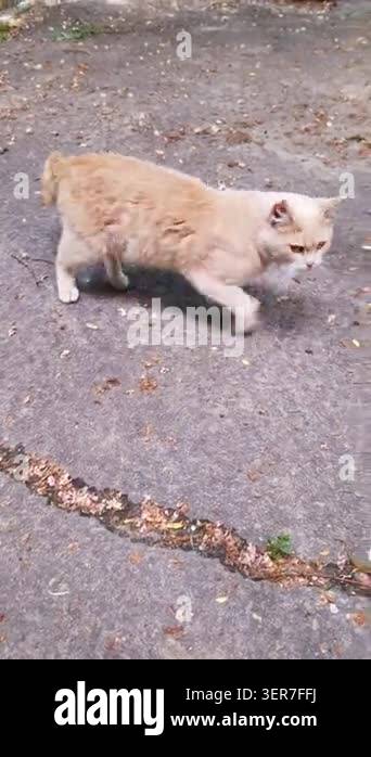 Light ginger domestic cat walks gracefully across a gray asphalt ...