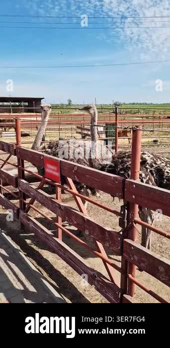 Two large adult ostriches stand behind a wooden fence in an outdoor ...