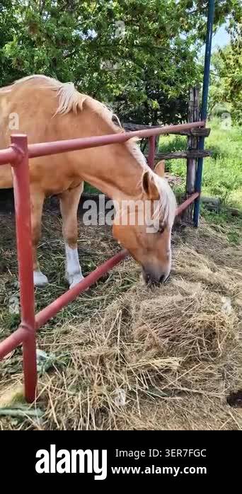 A light brown palomino horse with a blonde mane eats dry hay behind a ...