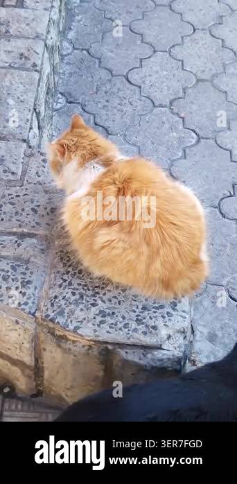 A fluffy orange and white cat rests quietly on a patterned grey stone ...