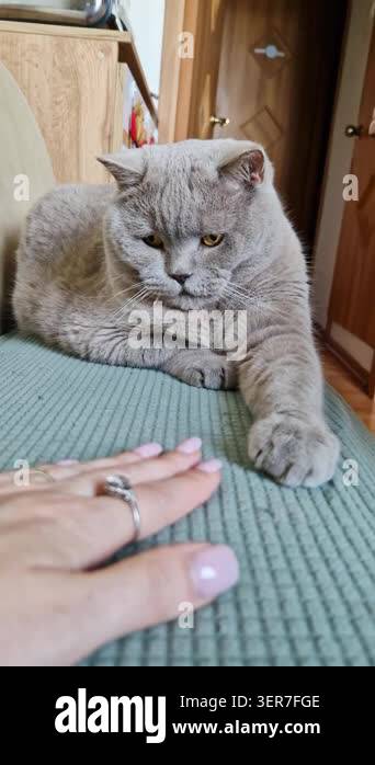 A grey British Shorthair cat rests on a green sofa, extending a paw ...